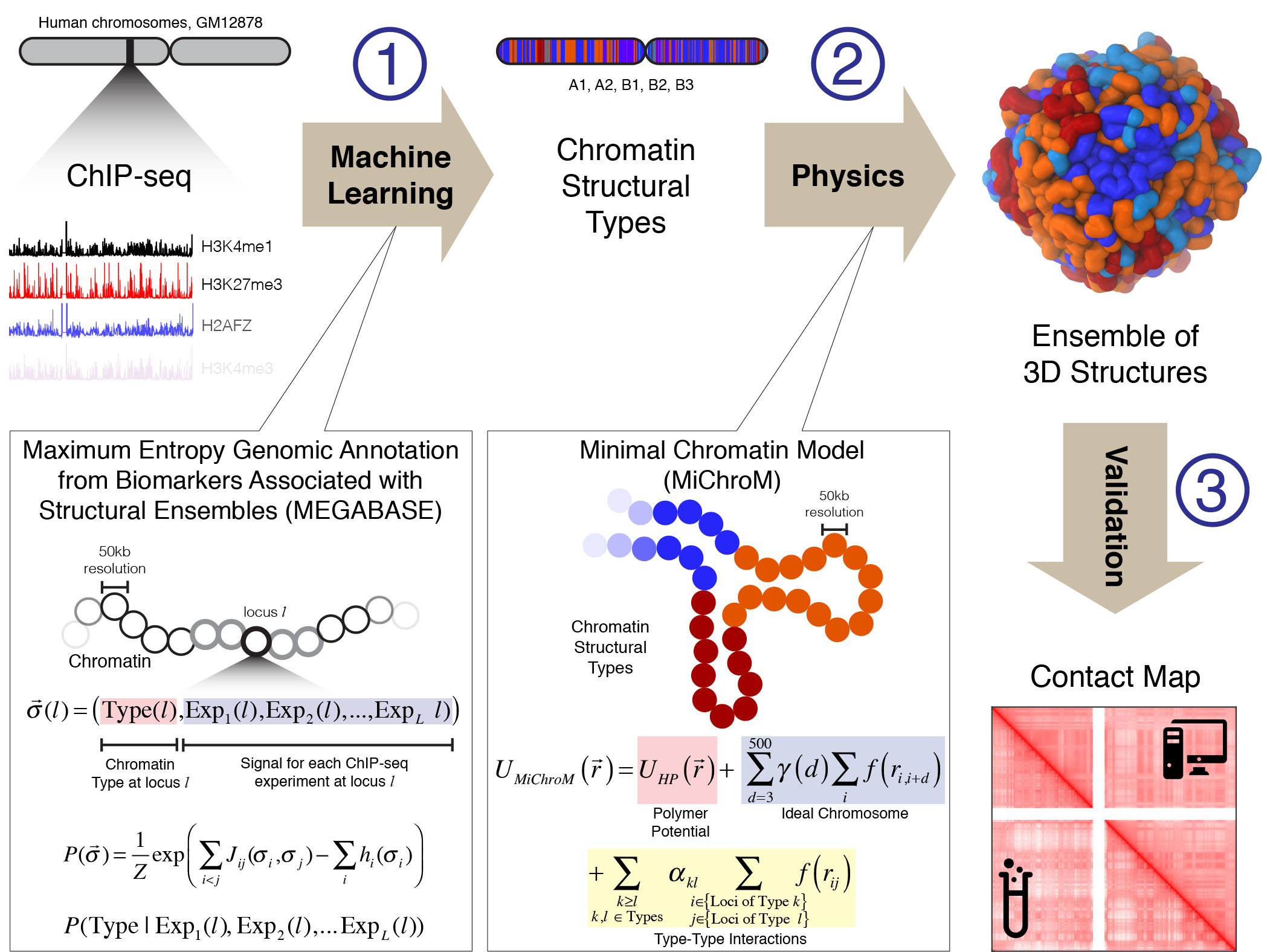 Genome organization | Cheng Research Group @ UKY